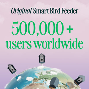 Bird Buddy Birdbuddy Pro Solar Smart Bird Feeder With Camera & Perch Extender | Wayfair